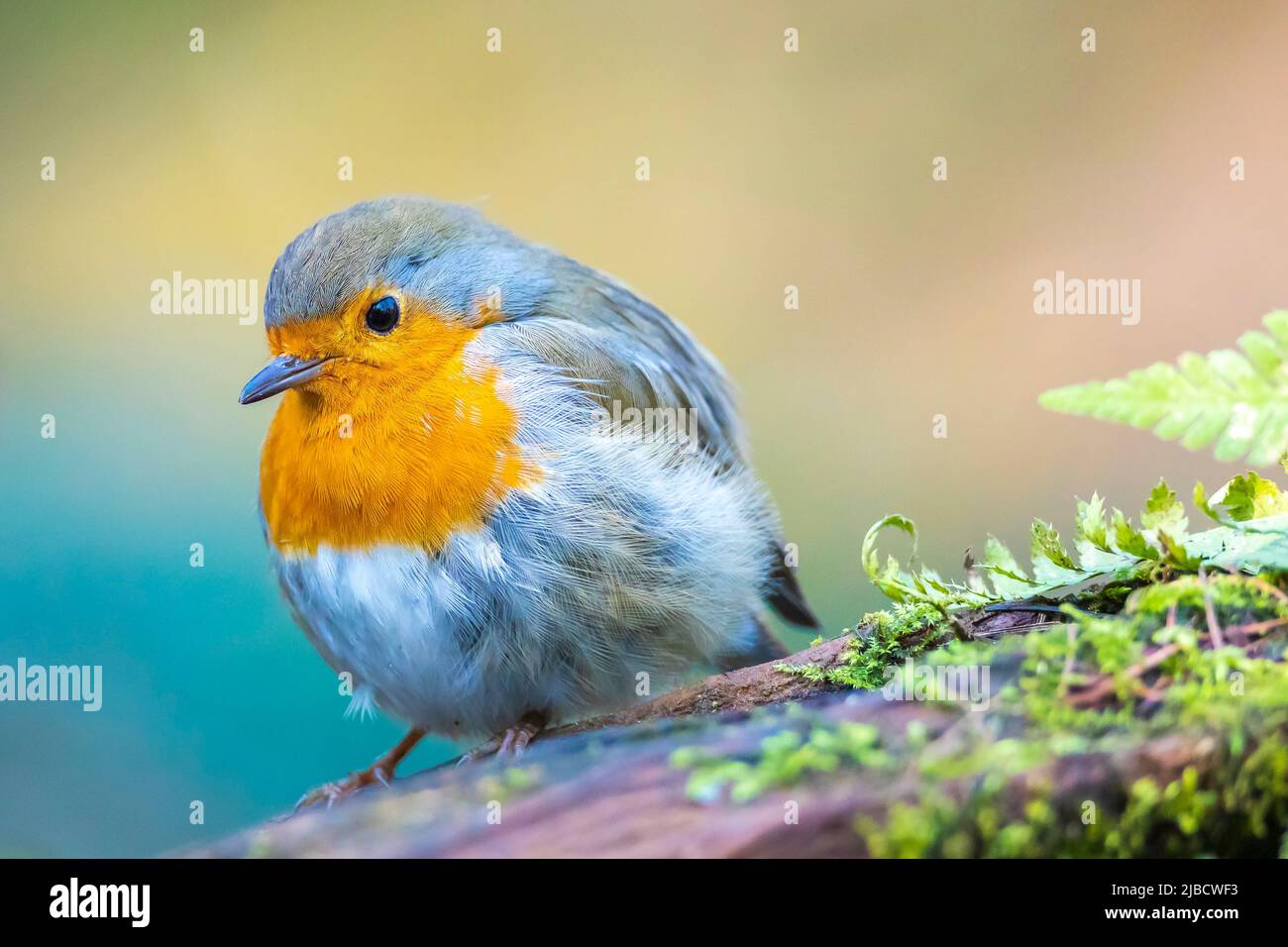 European robin Erithacus rubecula perched in sun rays sunlight during ...
