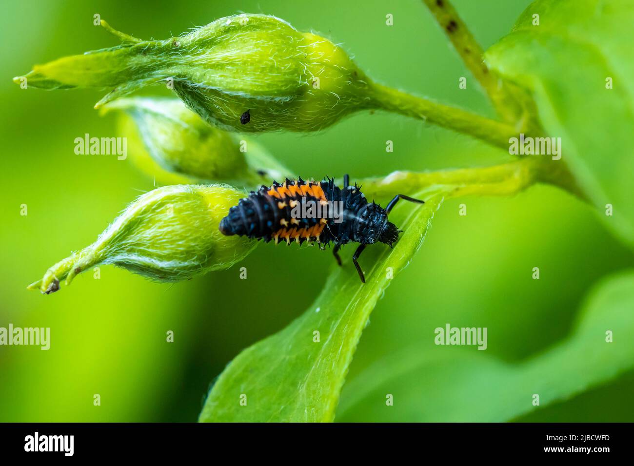 Ladybug insect larva or pupa Coccinellidae closeup. Pupal stage feeding ...