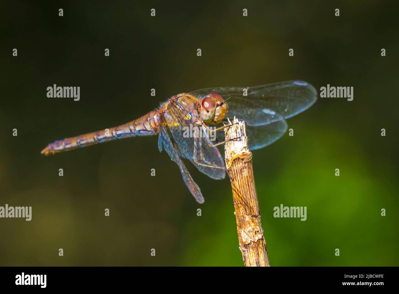 View of a common Darter, Sympetrum striolatum, male with his wings ...