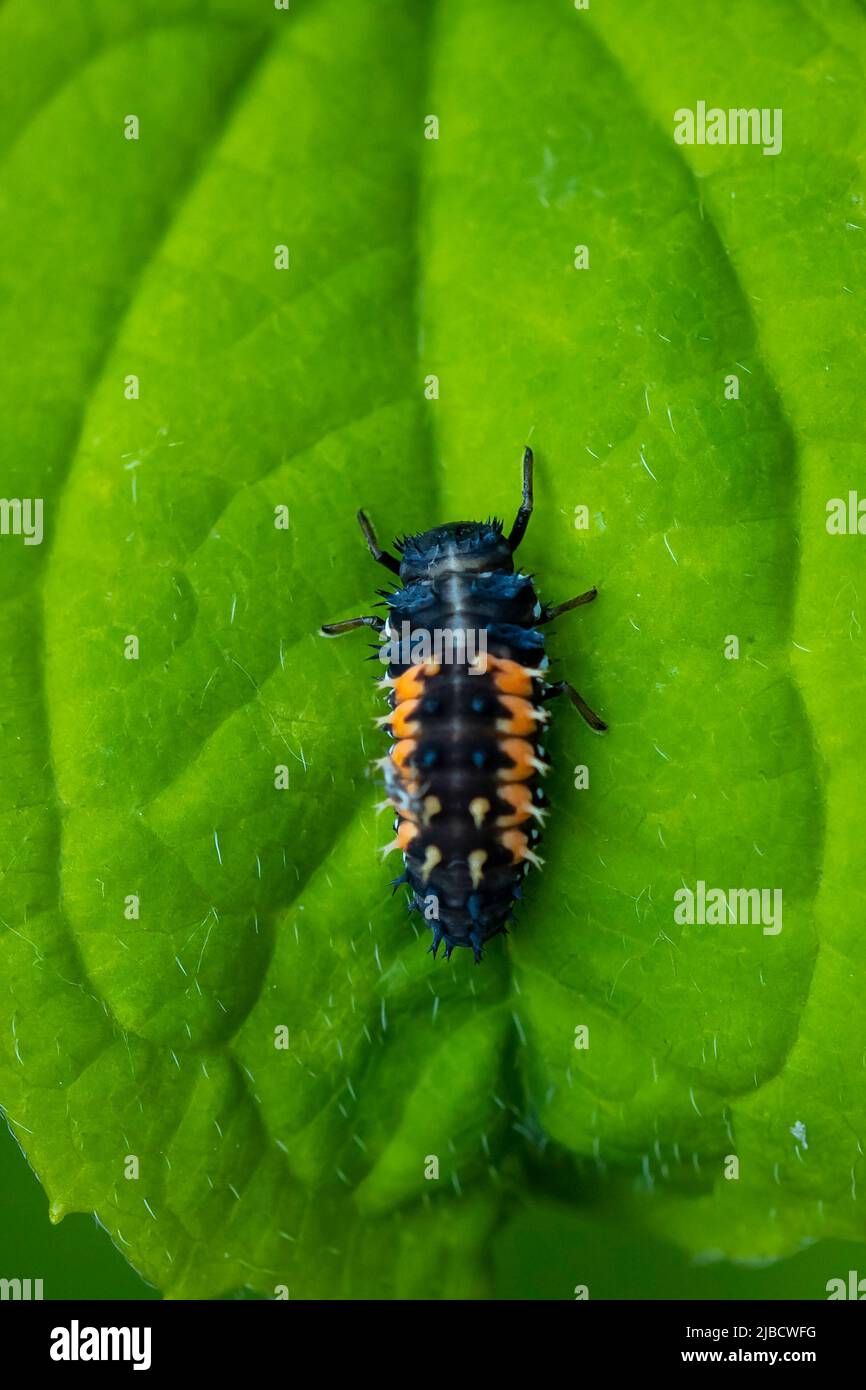 Coleoptera coccinellidae ladybug hi-res stock photography and images ...