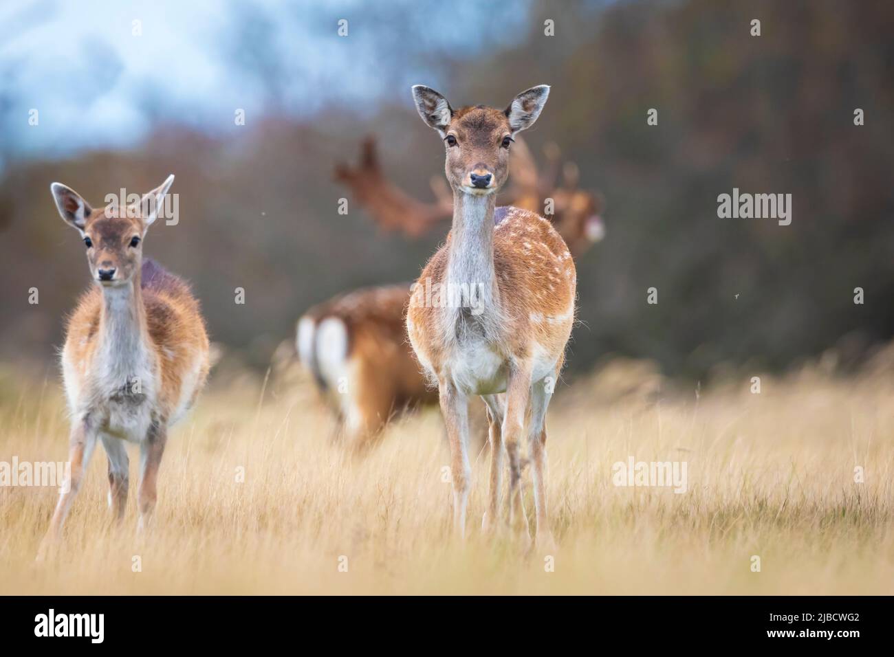 Fallow deer Dama Dama fawn in Autumn season. The Autumn fog and nature ...