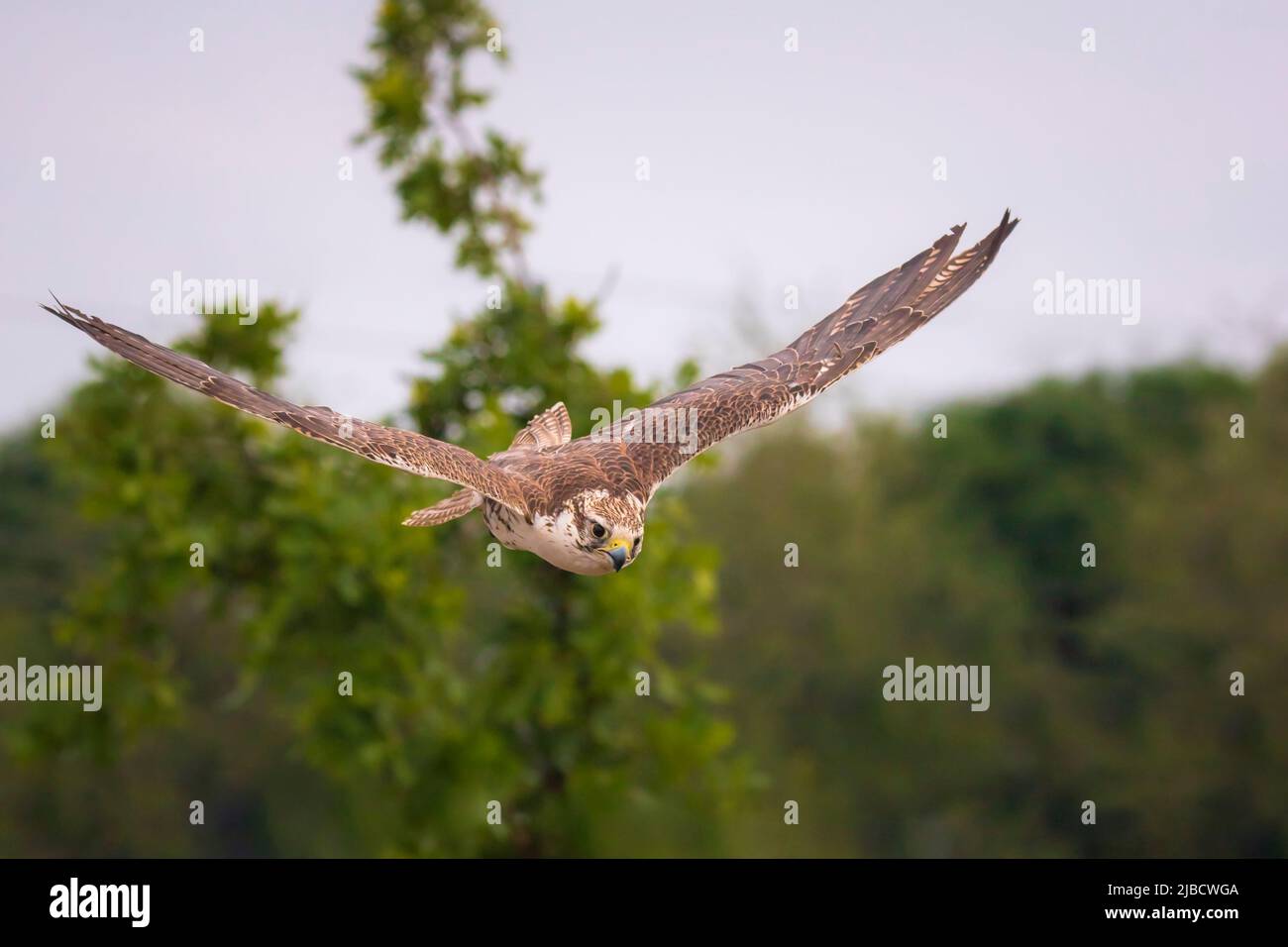 Saker falcon, Falco cherrug, in flight hunting and diving in a forest ...