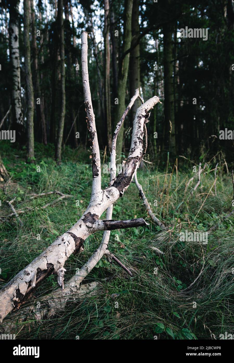 Birch tree cut down in the middle of a forest in the Czech republic ...