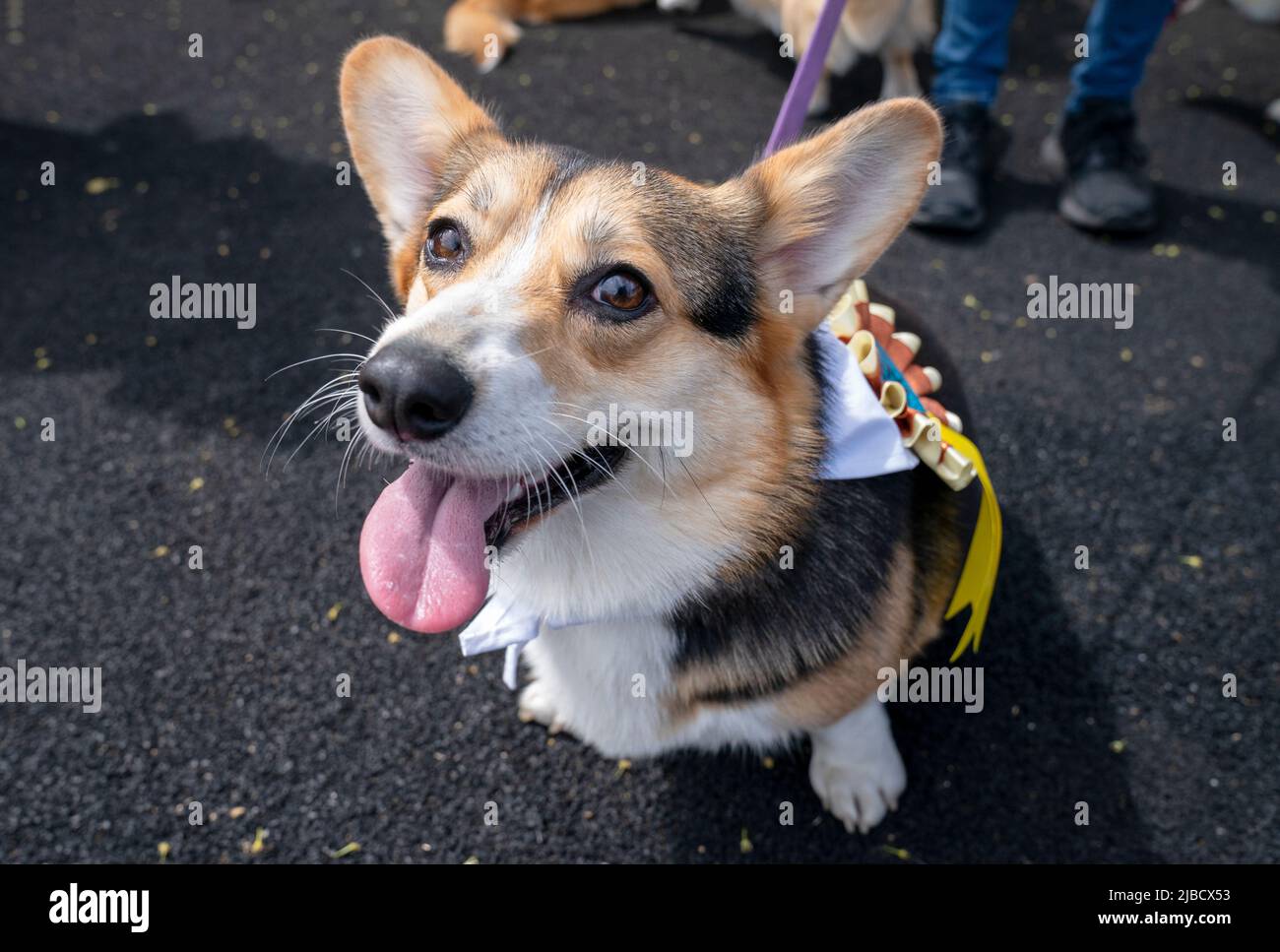 Corgi parade hi-res stock photography and images - Alamy