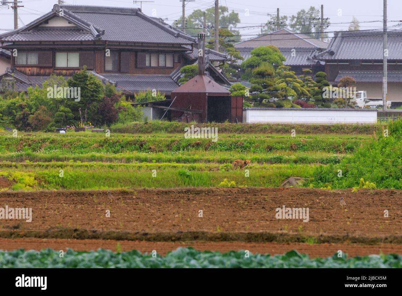 Small fox visits farmland in rural Japanese neighborhood Stock Photo ...