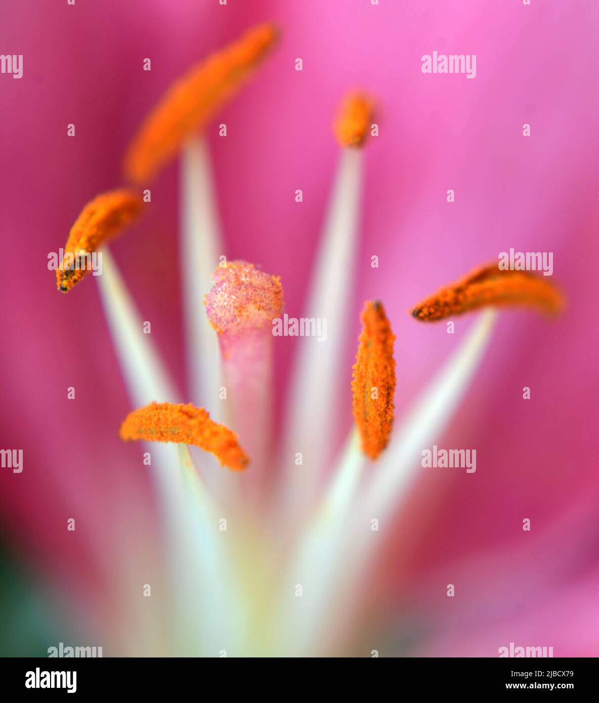 Asiatic Lily (Lilium asiatic) pink flower showing internal stamen with ...