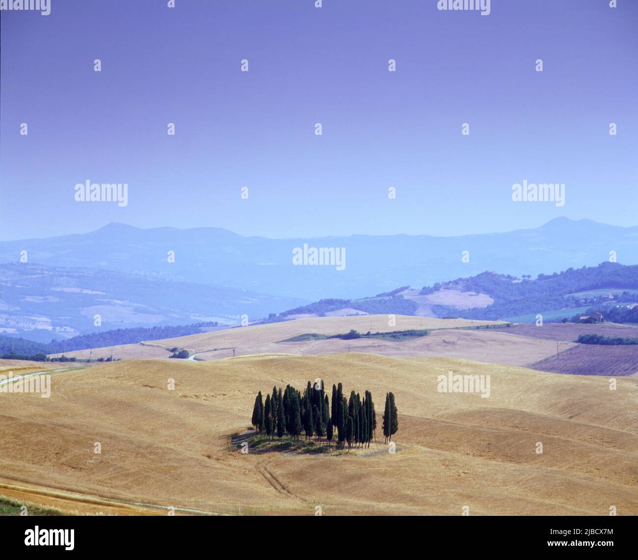 Famous group of Cypress trees in Tuscany Italy Stock Photo - Alamy