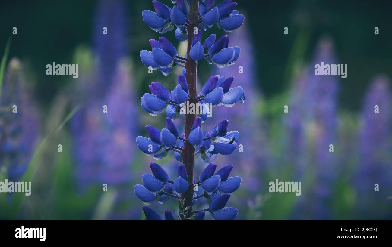 Bush Of Wild Flowers Lupine In Summer Field Meadow Panorama Summer ...