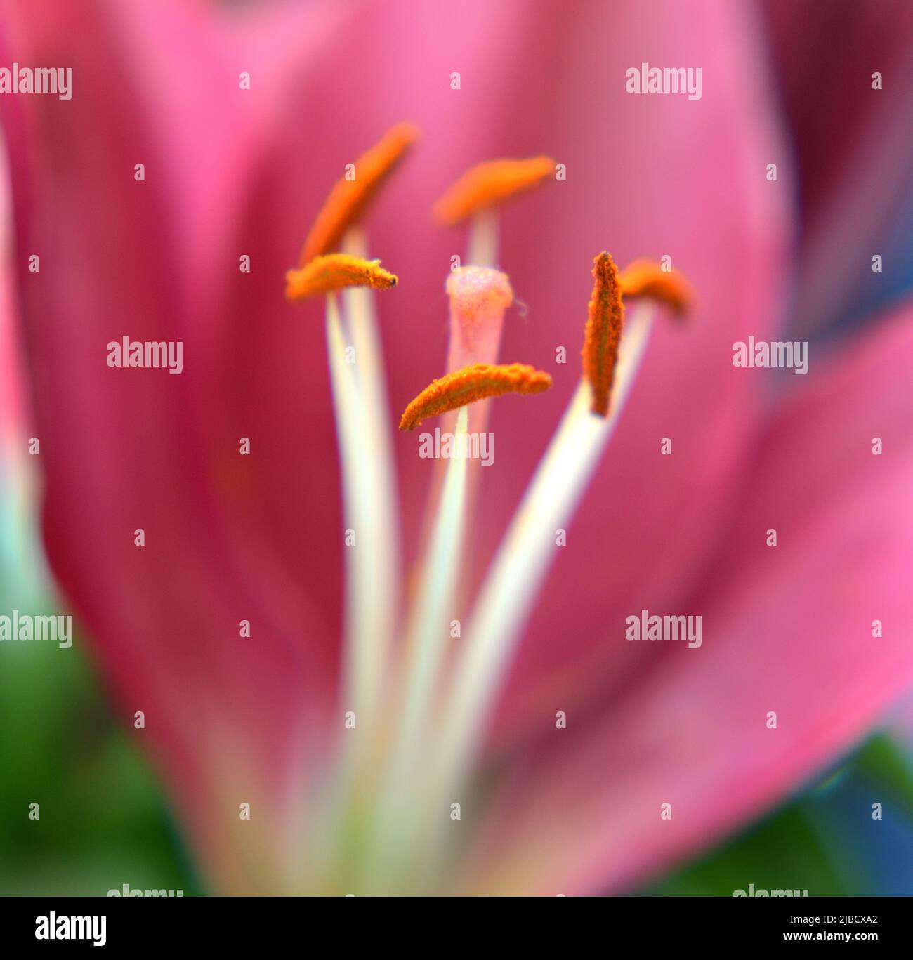 Asiatic Lily (Lilium asiatic) pink flower showing internal stamen with ...