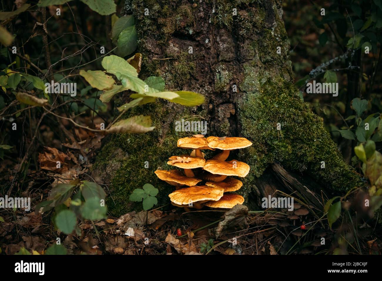 Enoki - Flammulina velutipes, also known as velvet shank, is a species ...