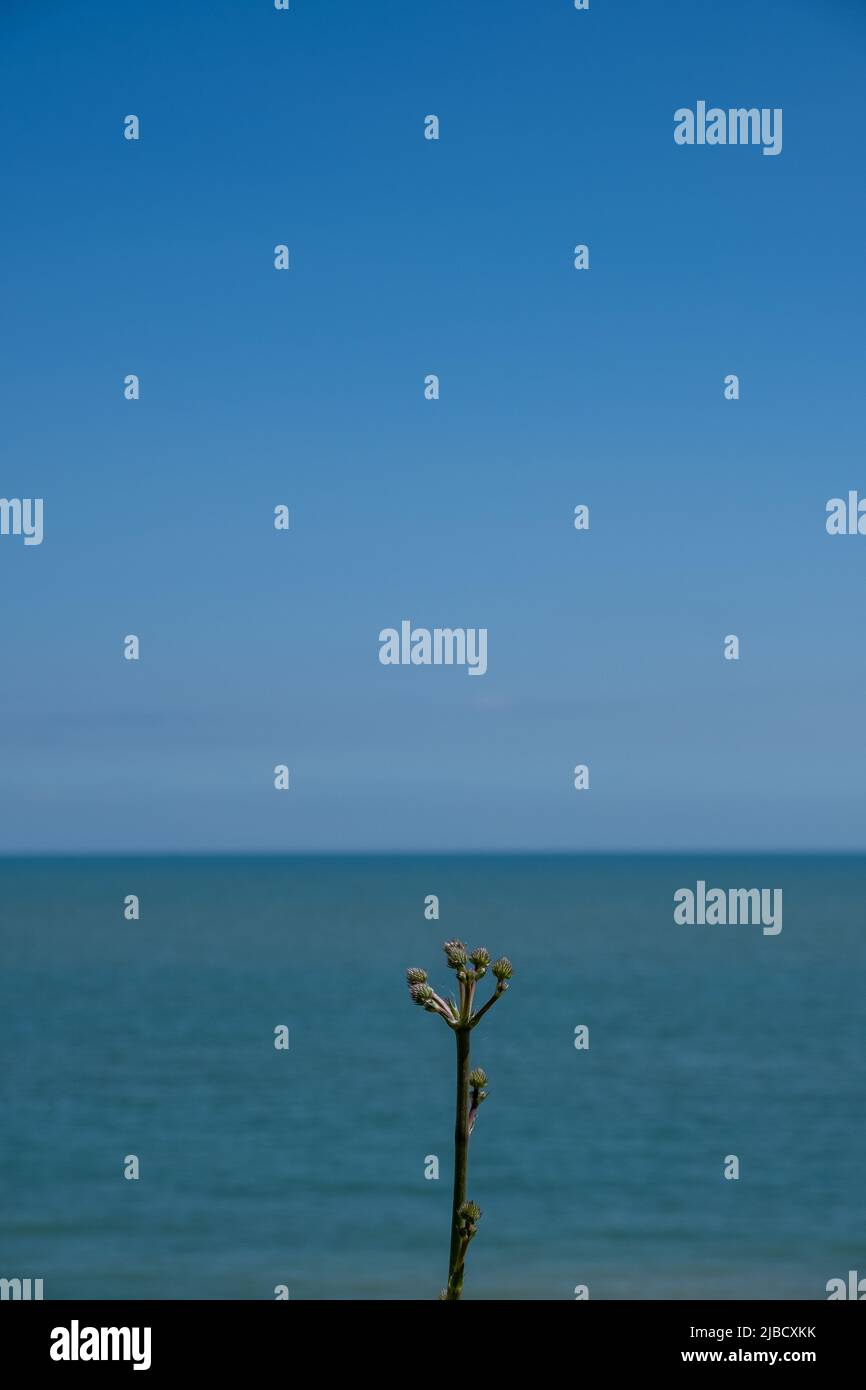 Flower buds on a stalk with background of sea and sunny sky Stock Photo ...