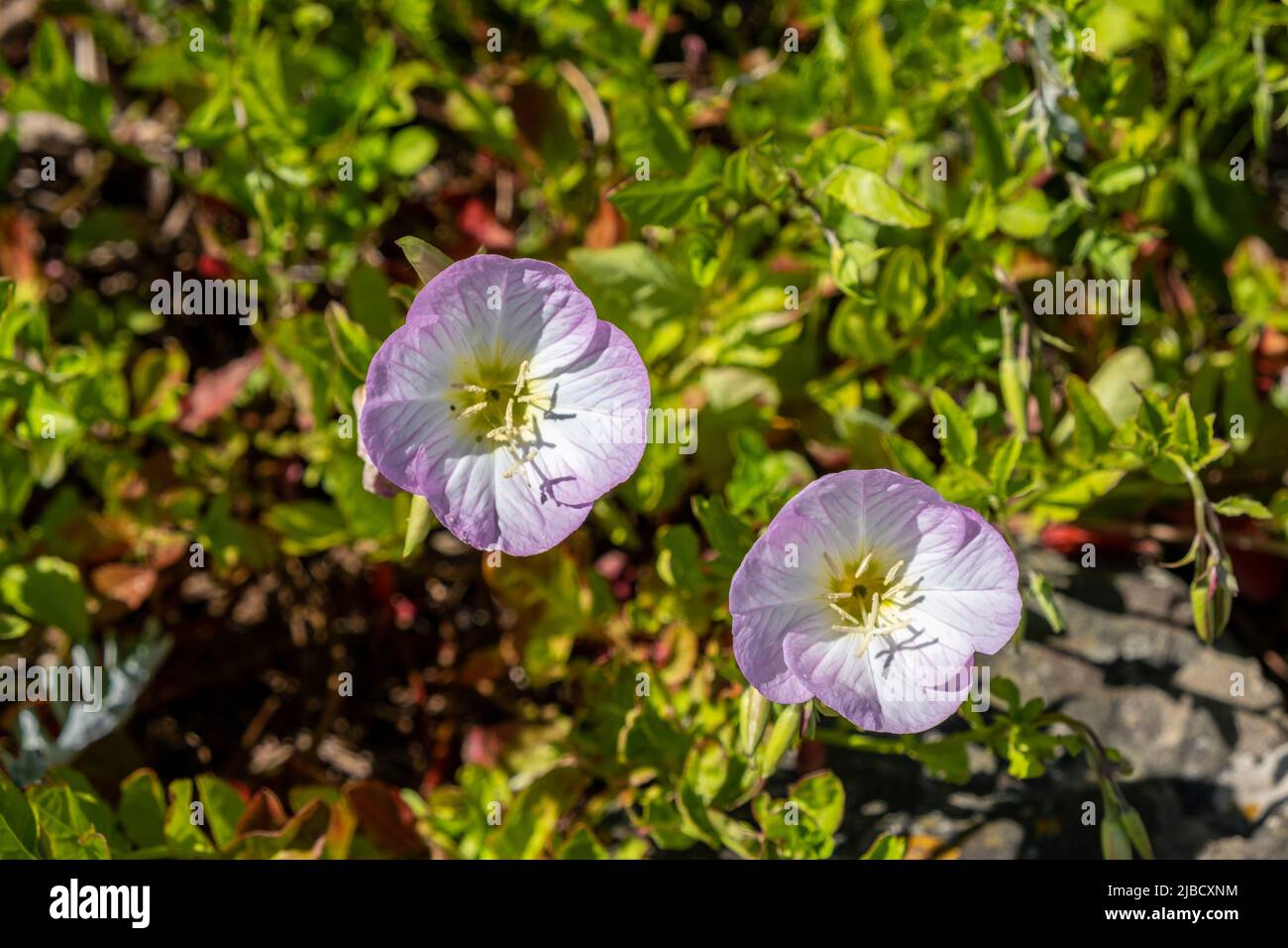 Mexican primrose (Oenothera speciosa) also known as Showy evening ...