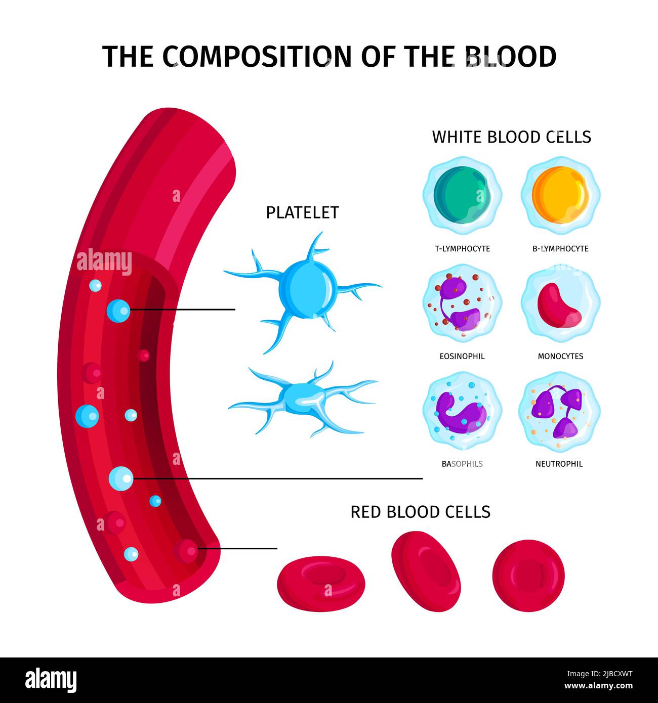 Blood cells types infographics with closeup view of red pipe arteria ...