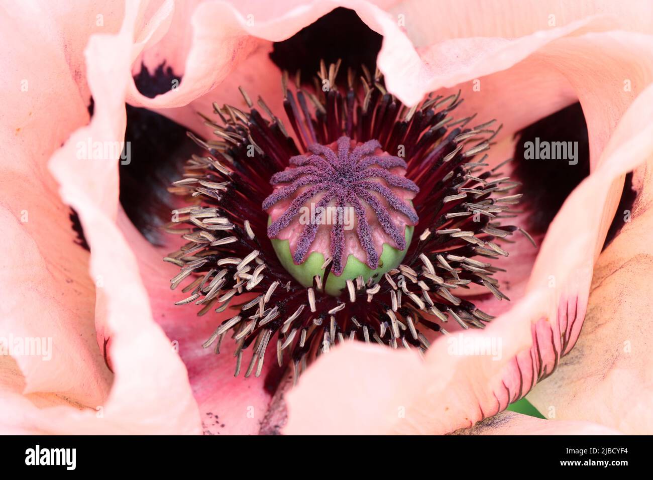 close-up of a salmon-coloured oriental poppy with a direct view of the ...
