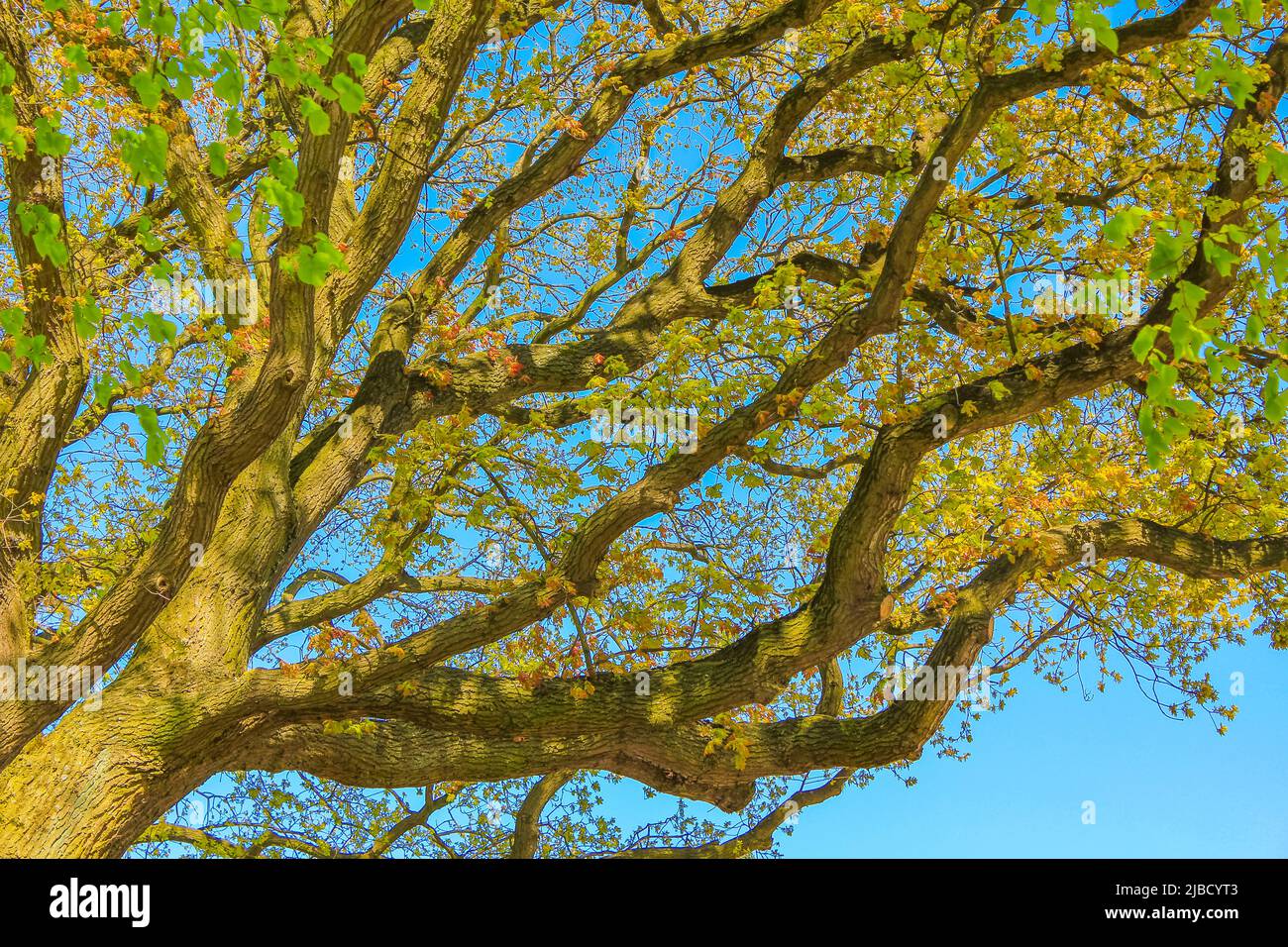 Natural beautiful panorama view with pathway and green plants trees in ...