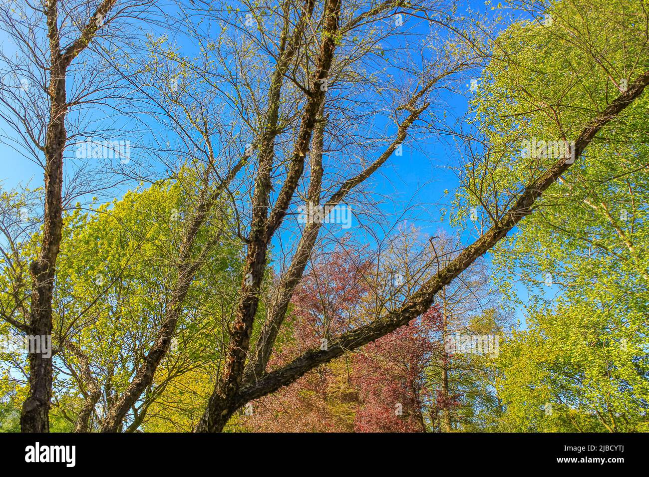 Natural beautiful panorama view with pathway and green plants trees in ...