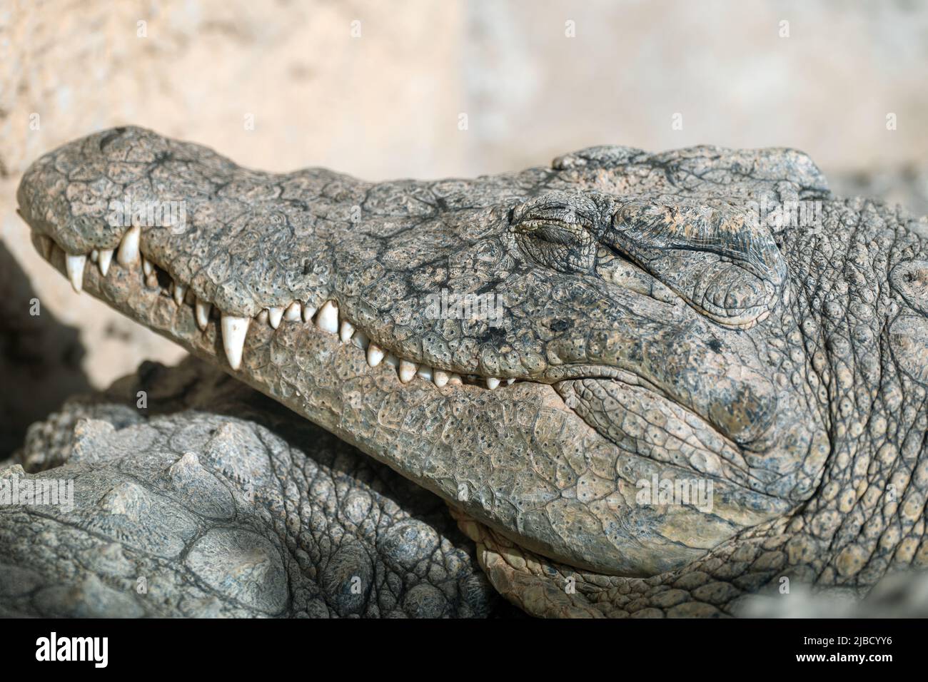 Sleeping crocodile hi-res stock photography and images - Alamy