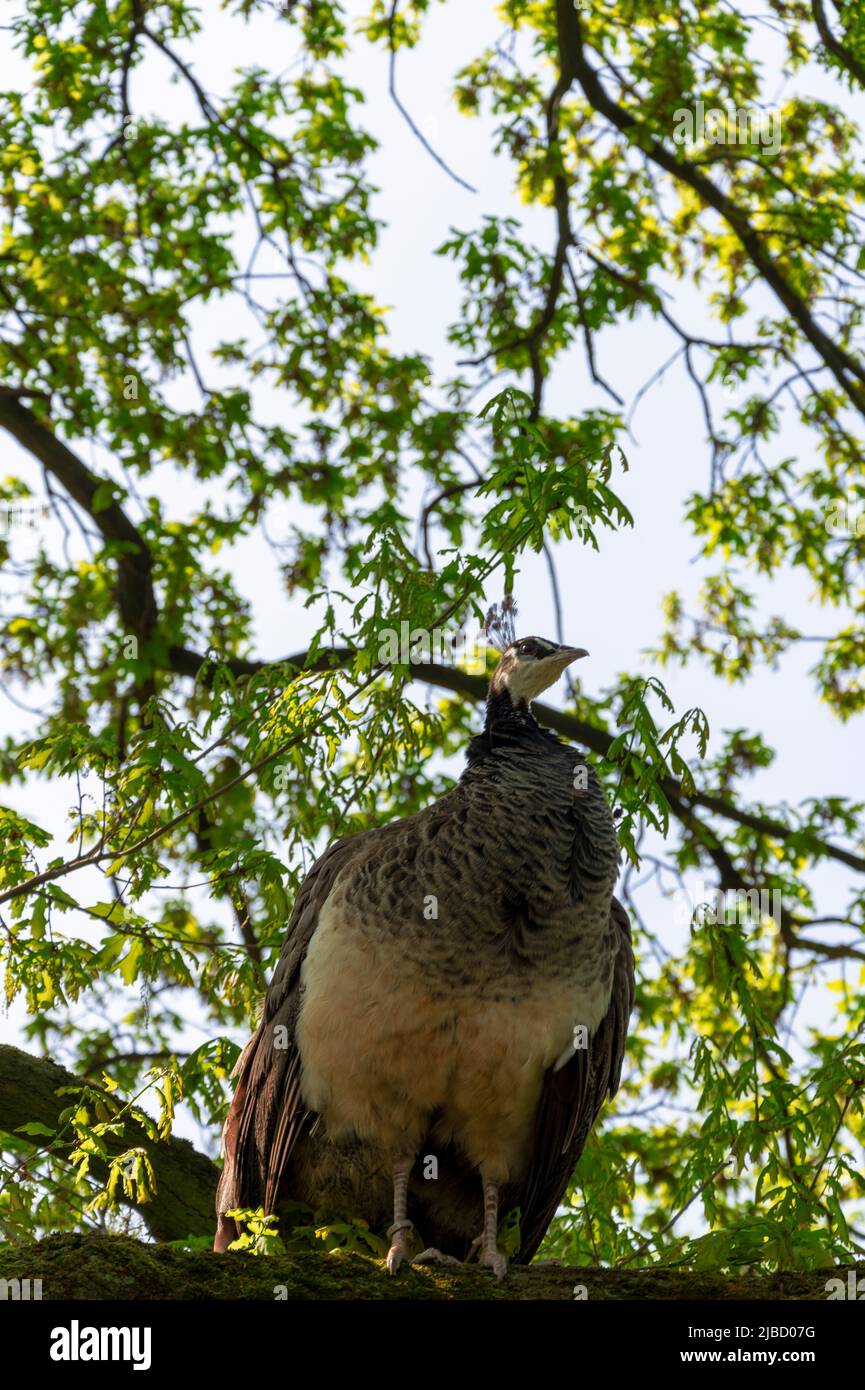 Happy peacock design hi-res stock photography and images - Alamy