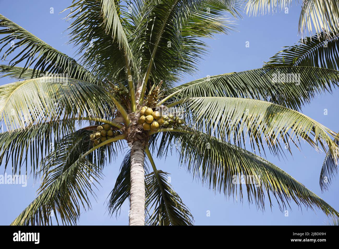 Iconic coconut palm trees in South Miami Beach Florida USA Stock Photo ...