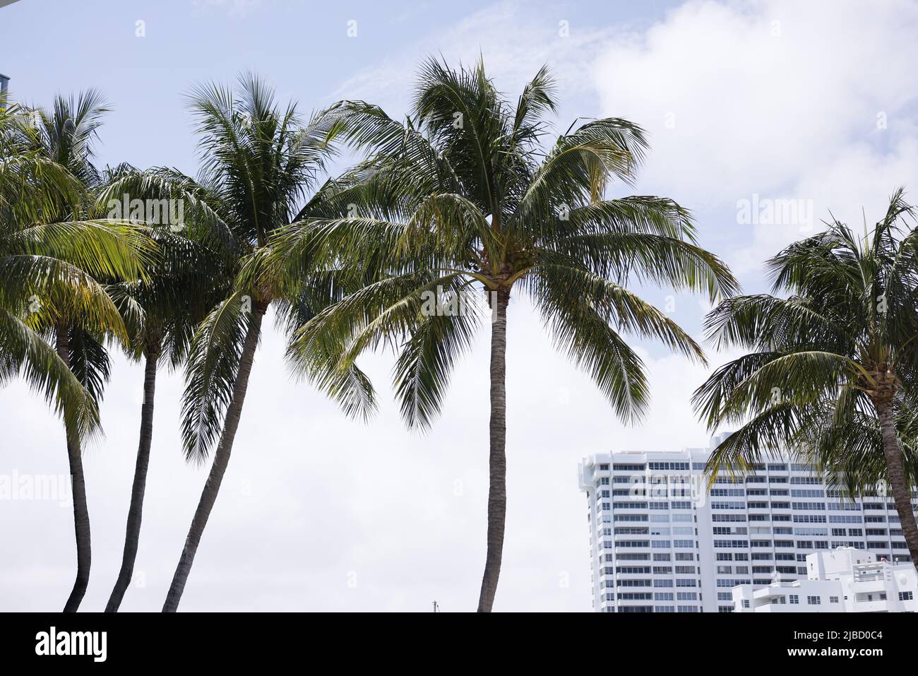 Iconic coconut palm trees in South Miami Beach Florida USA Stock Photo ...