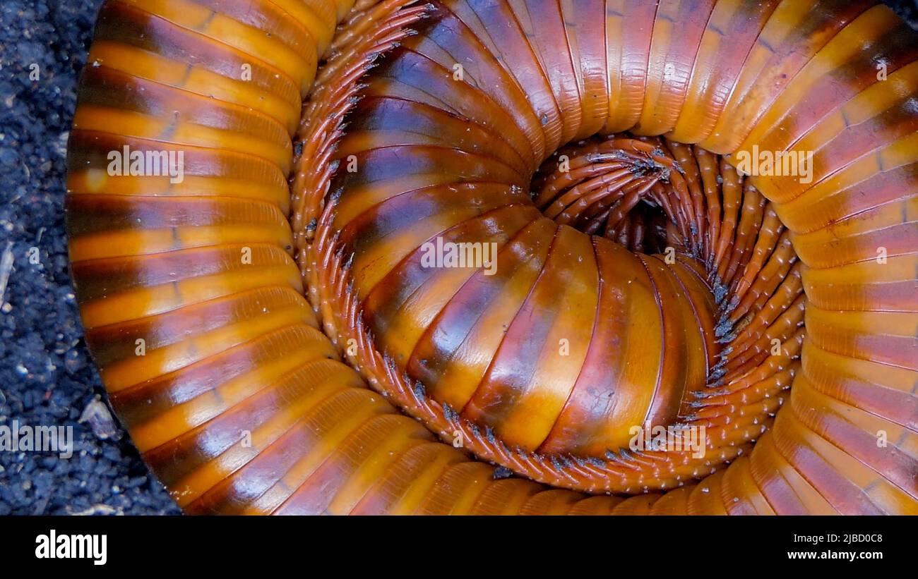 Red millipede curled on ground in a tropical rainforest Stock Photo - Alamy