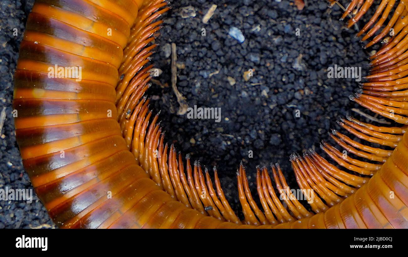 Red millipede curled on ground in a tropical rainforest Stock Photo - Alamy