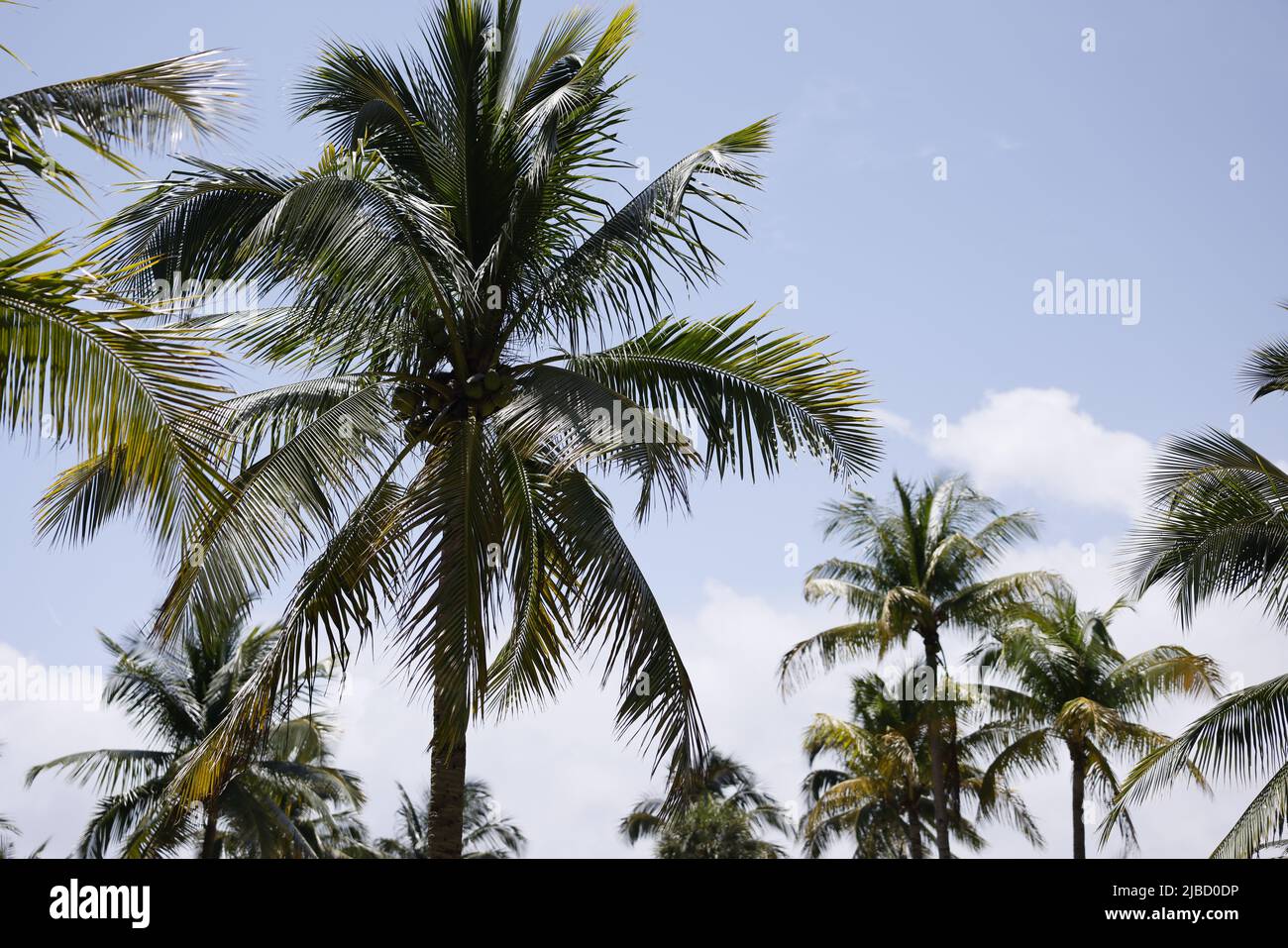 Iconic coconut palm trees in South Miami Beach Florida USA Stock Photo ...
