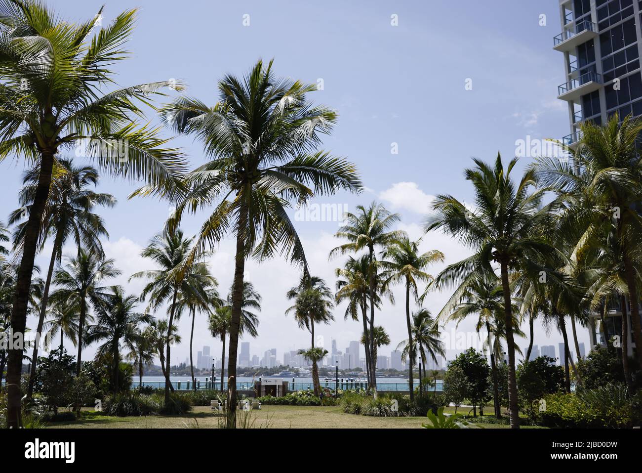 Iconic coconut palm trees in South Miami Beach Florida USA Stock Photo ...