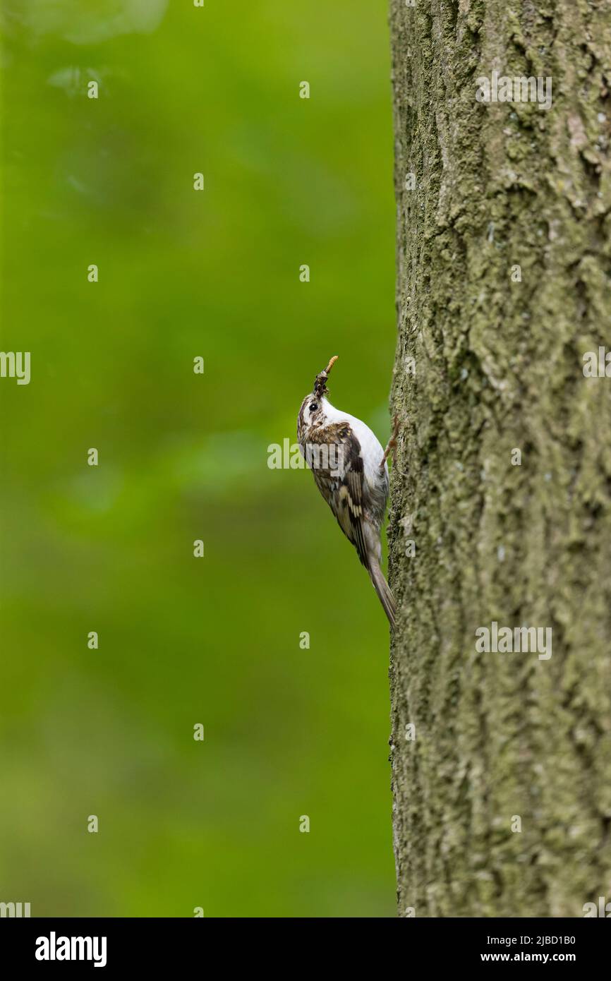 Common Treecreeper (Certhia familiaris) adult perched on trunk with ...