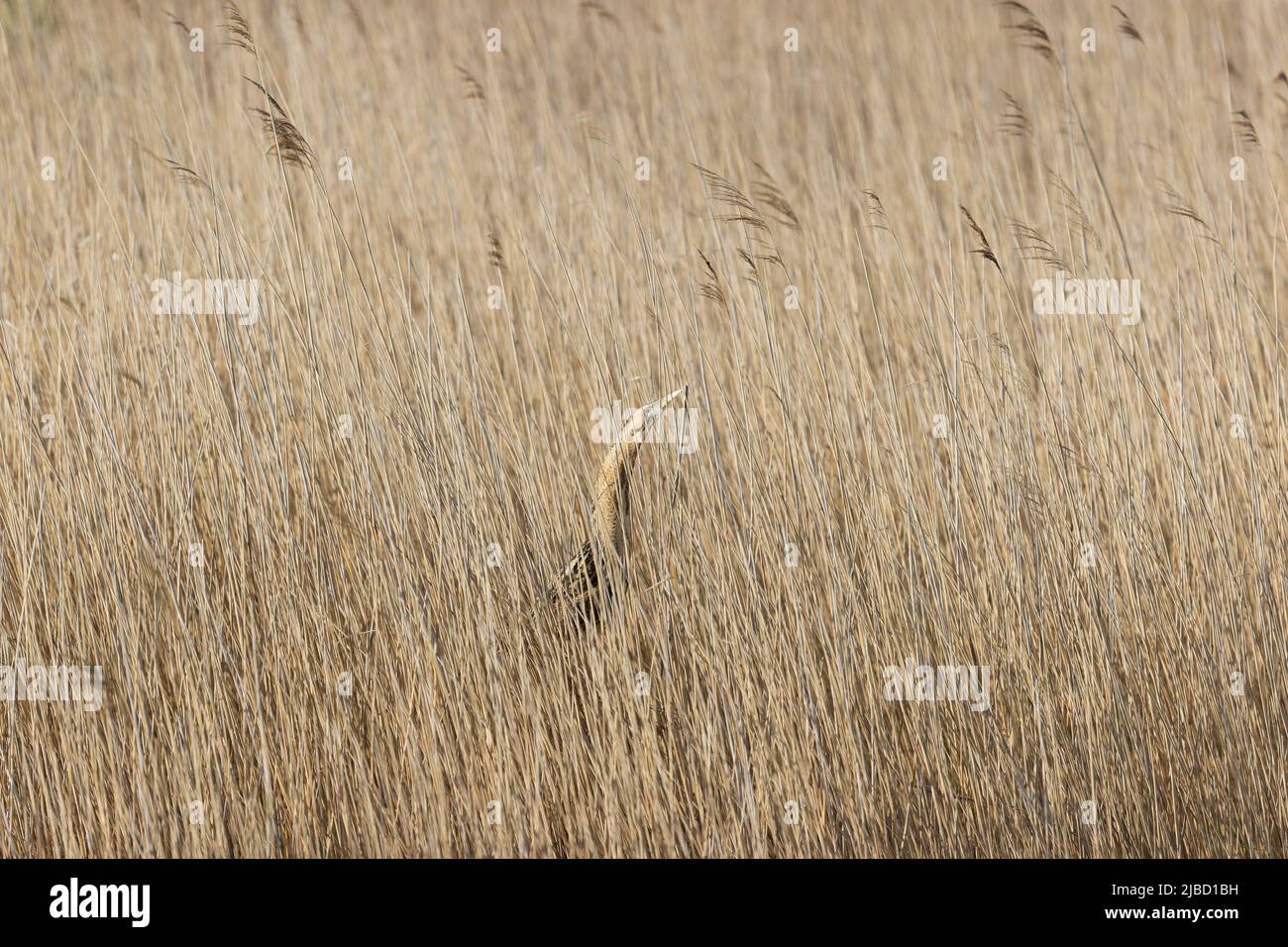 Great bittern Botaurus stellaris, adult standing in reedbed, RSPB ...