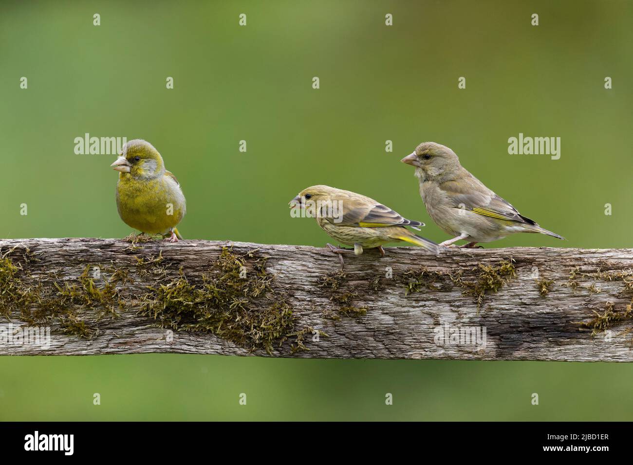 European greenfinch Carduelis chloris, adult male, female and juvenile ...