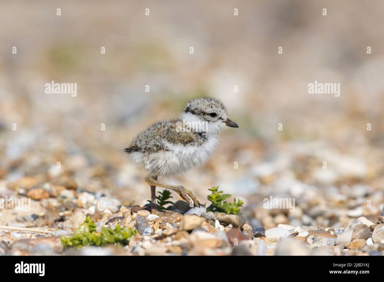 Ringed Plover (Charadrius hiaticula) chick walking on shingle beach ...