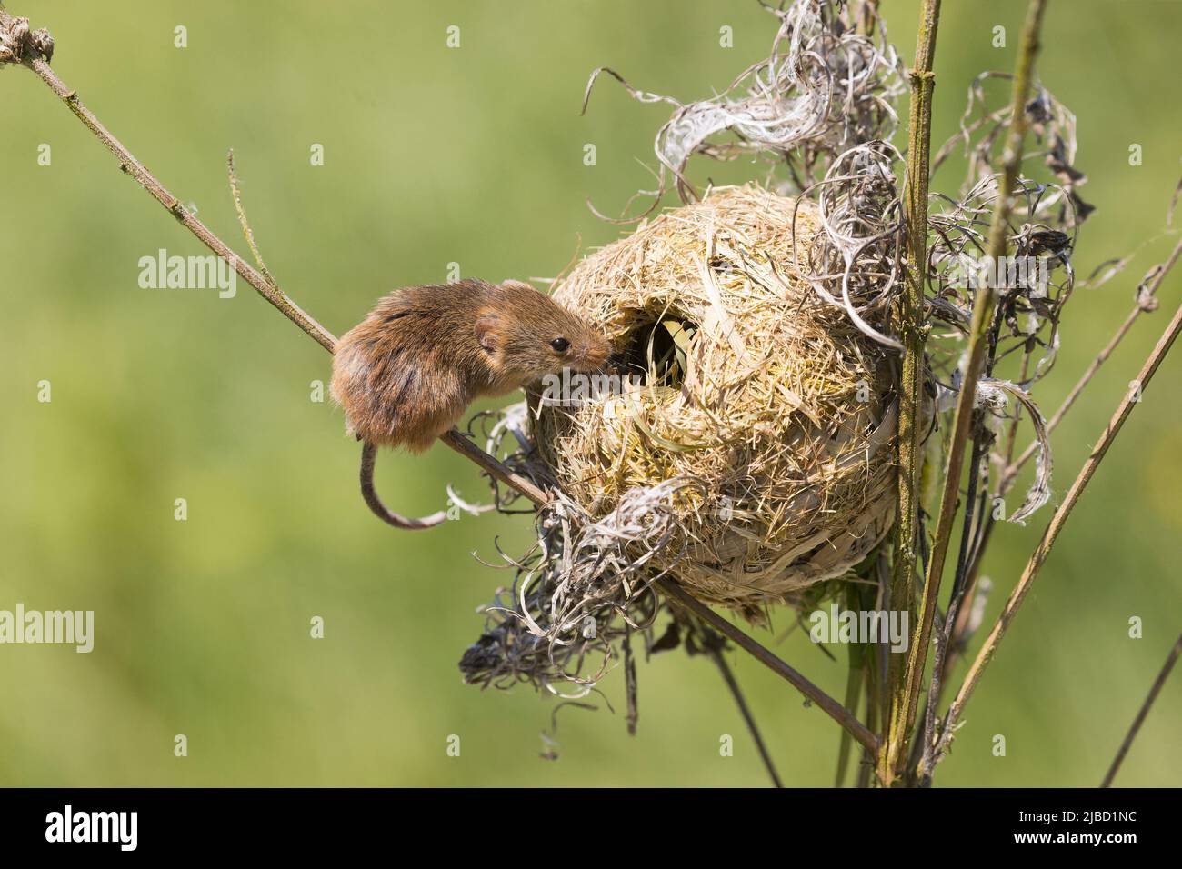Harvest Mouse (Micromys minutus) adult at nest, Suffolk, England, June ...