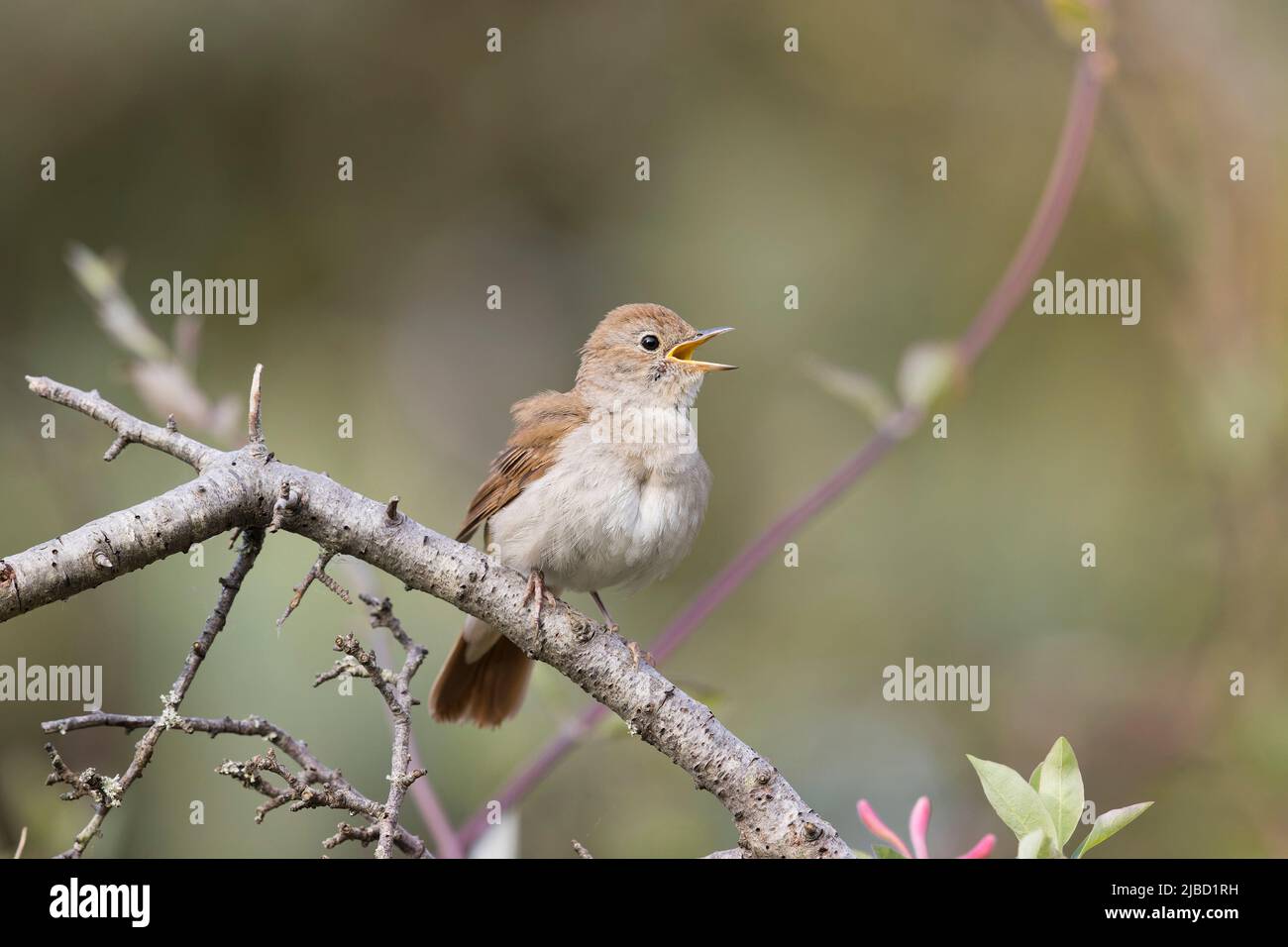Common Nightingale (Luscinia megarhynchos) adult male perched on branch ...