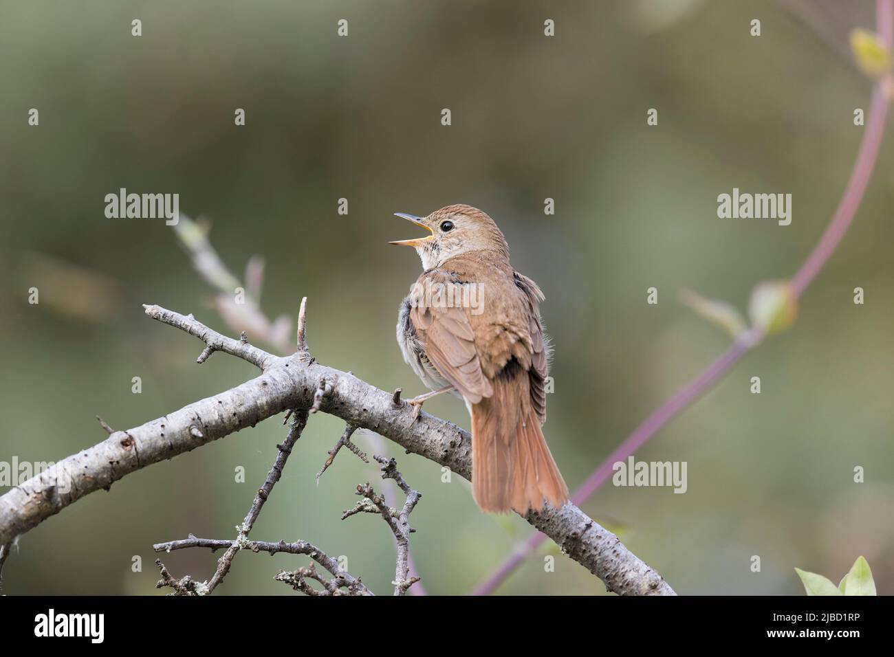 Common Nightingale (Luscinia megarhynchos) adult male perched on branch ...