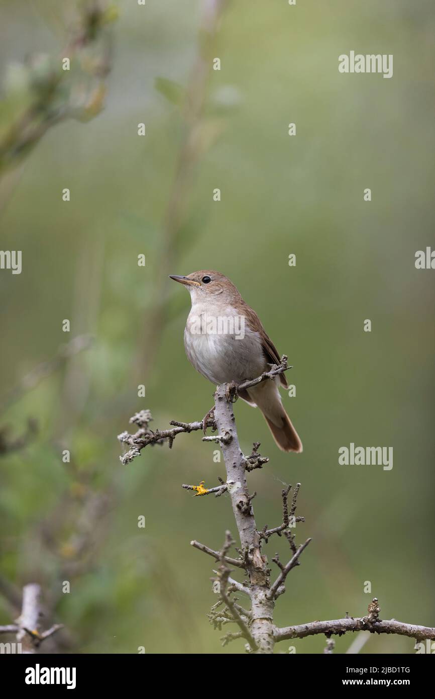 Common Nightingale (Luscinia megarhynchos) adult male perched on branch ...