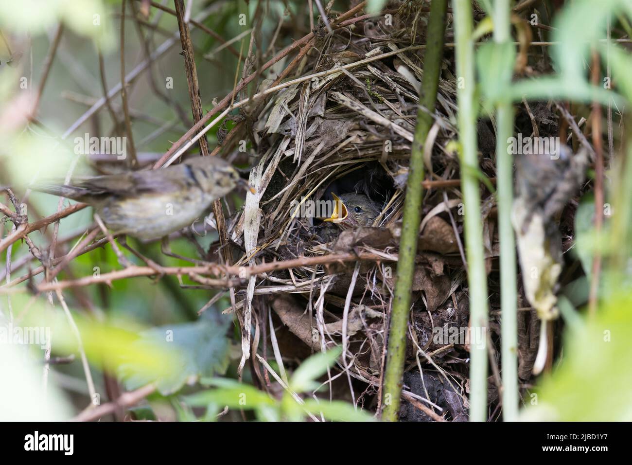 At nest with begging chicks hi-res stock photography and images - Alamy