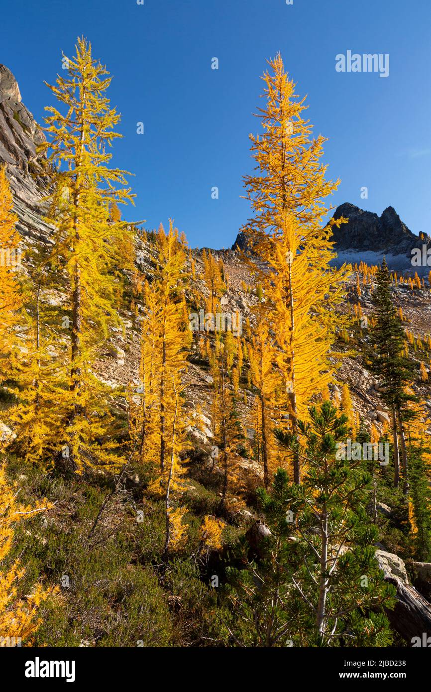 WA21636-00...WASHINGTON - Grove of Alpine larch trees in fall color ...