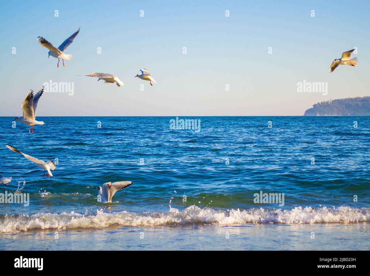 Flying seagulls over sandy hi-res stock photography and images - Alamy