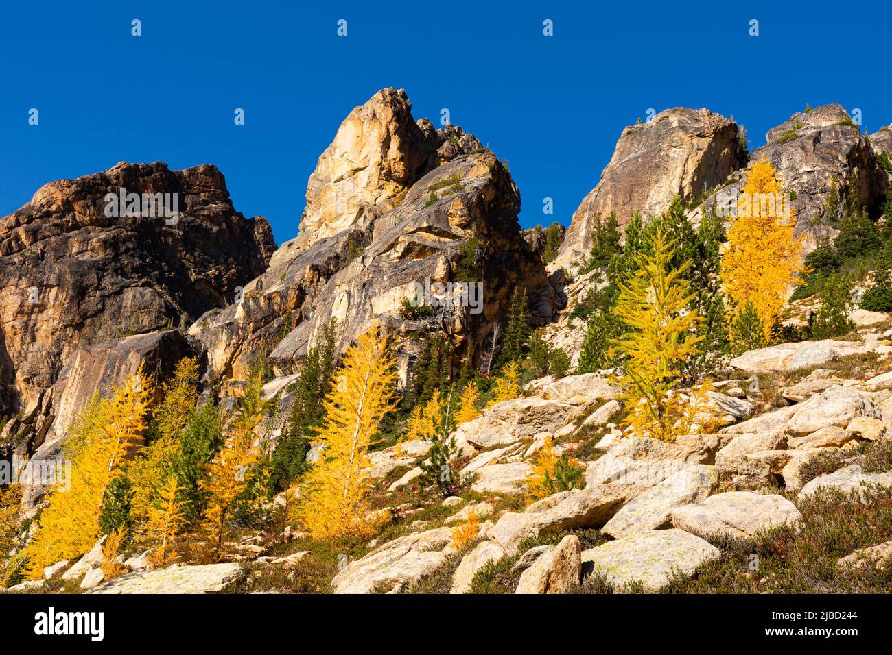 WA21637-00...WASHINGTON - Alpine larch trees in fall color below the ...
