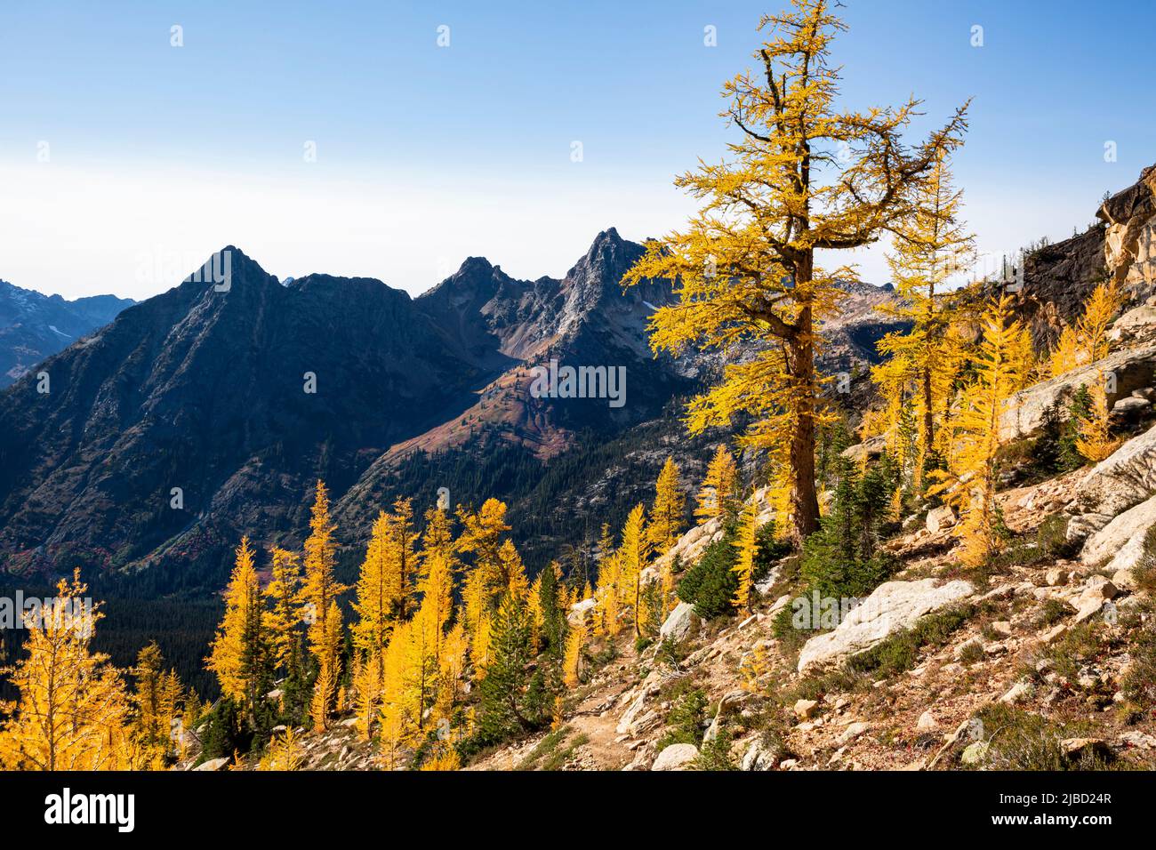 WA21638-00...WASHINGTON - A hardy group of Alpine larch trees growing ...