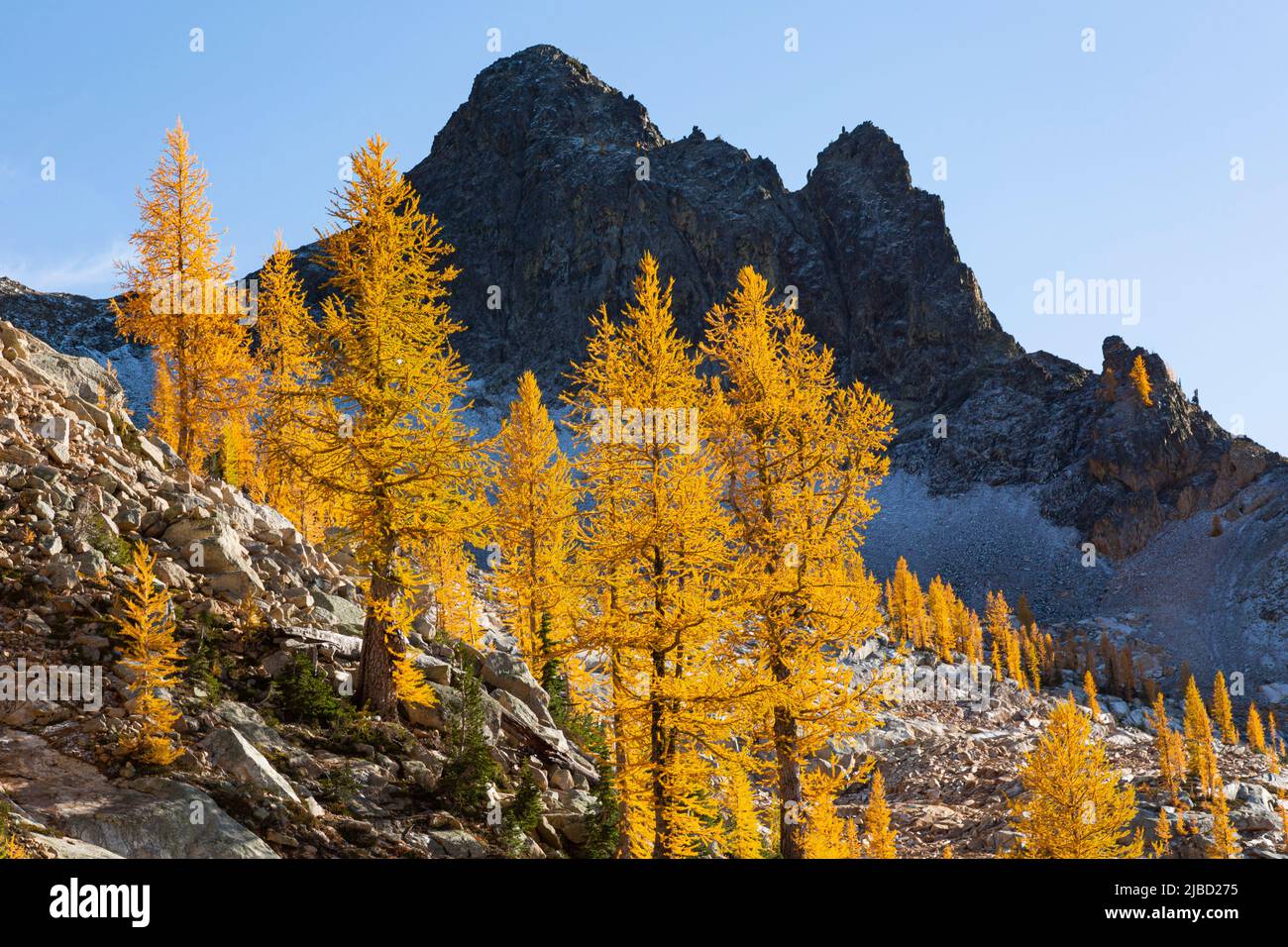 WA21641-00....WASHINGTON - Alpine Larch trees in fall color below the ...