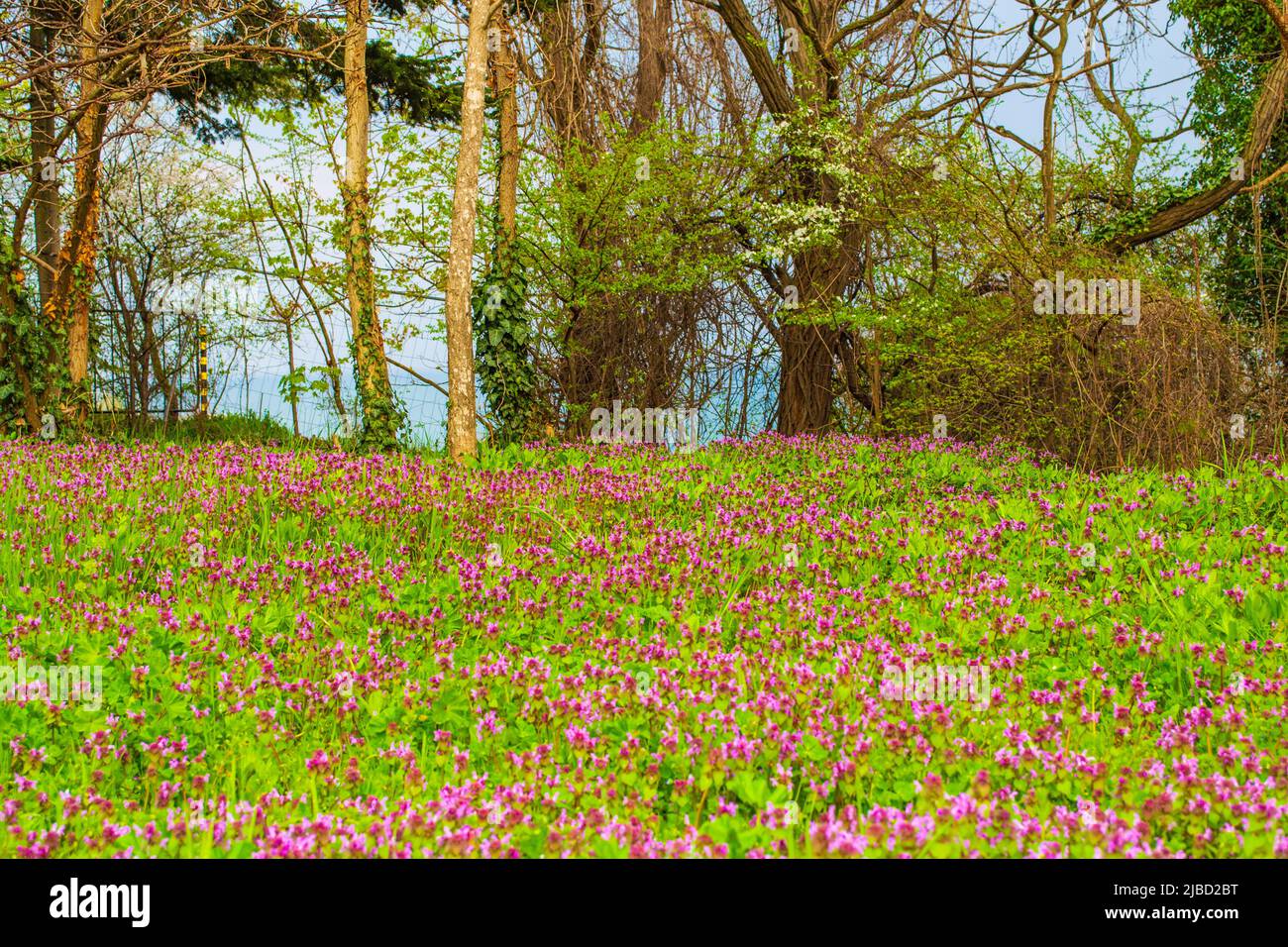 Sward with pink wild flowers in Sea Gatden,Varna,Bulgaria Stock Photo ...