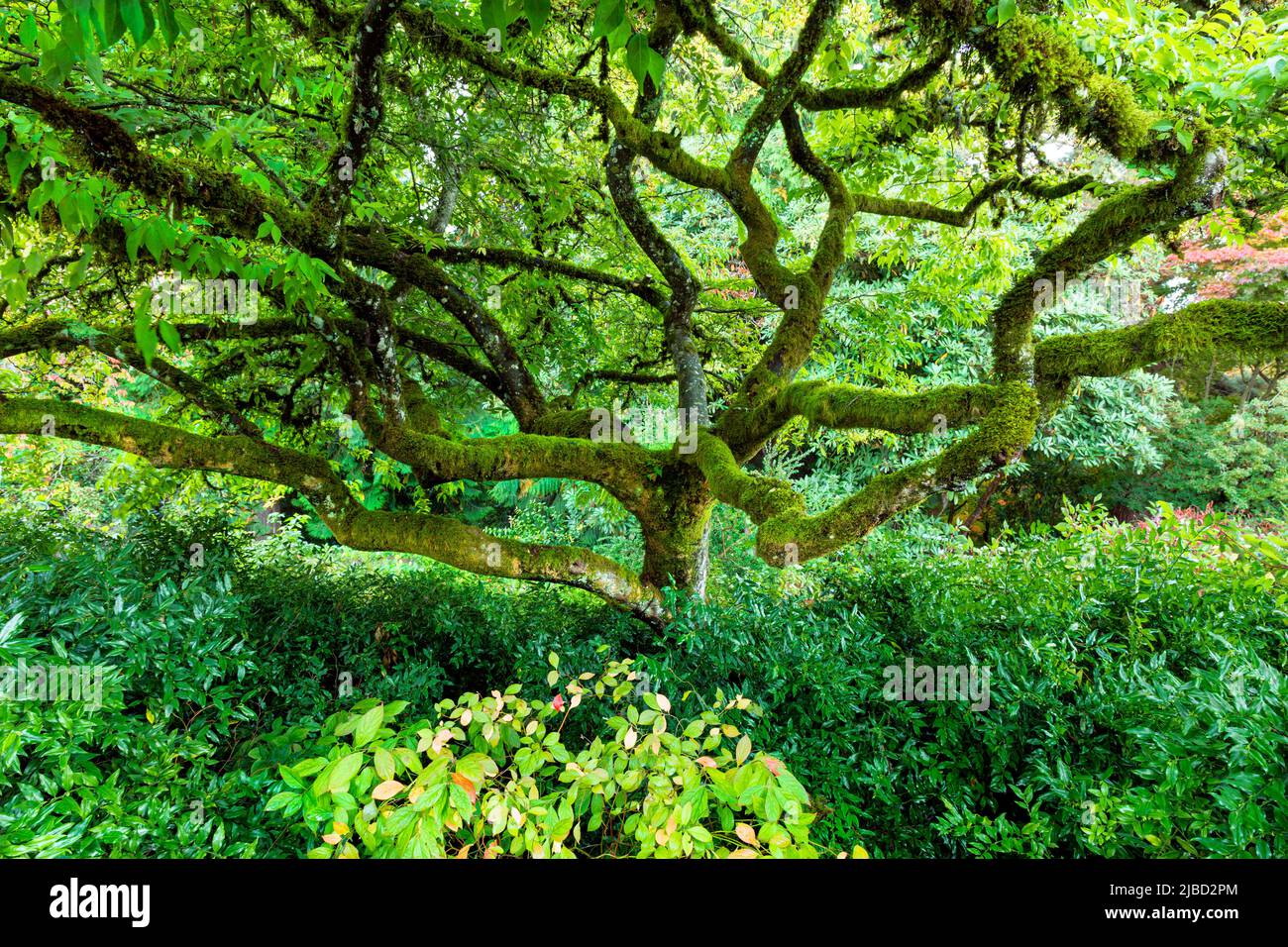 Clam garden washington hi-res stock photography and images - Alamy