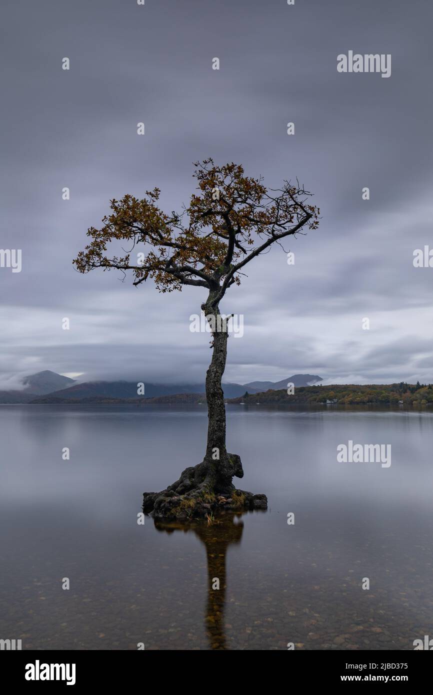 Lone Tree at Millarochy Bay, Scotland Stock Photo - Alamy