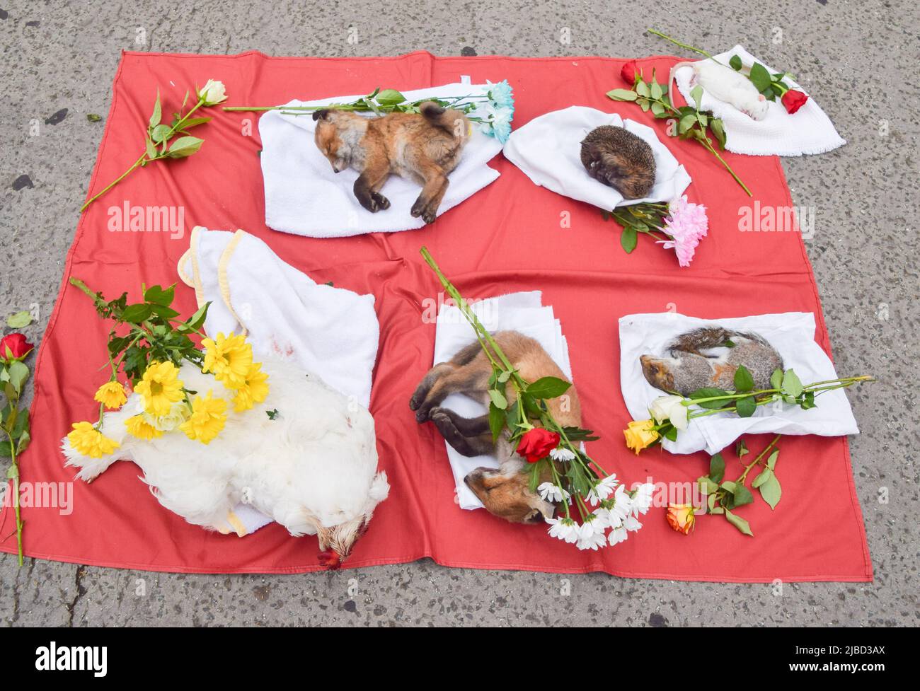 London, England, UK. 5th June, 2022. Dead animals laid on the ground ...