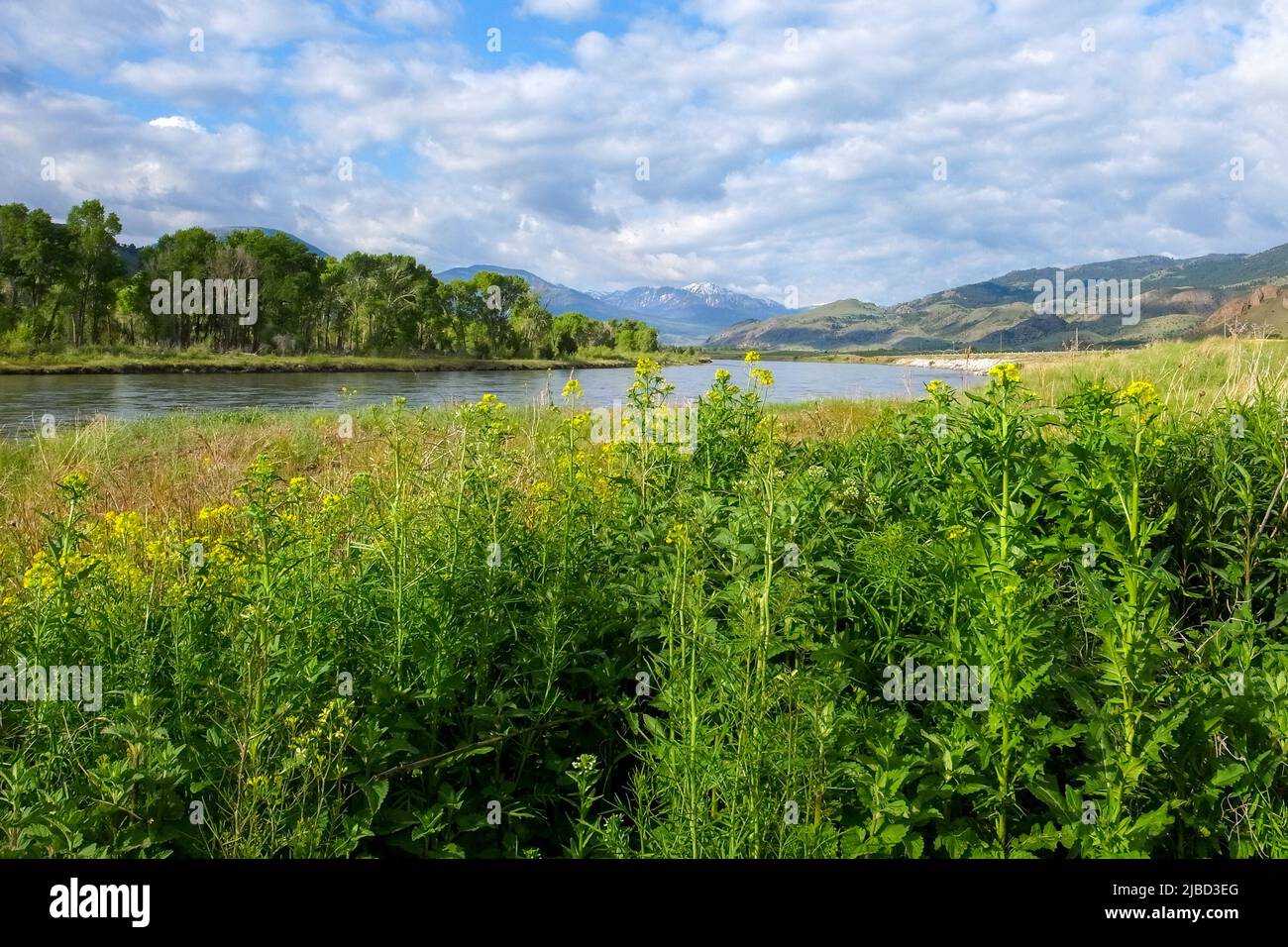 Yellowstone river runs through mouintain landscape with peak of ...