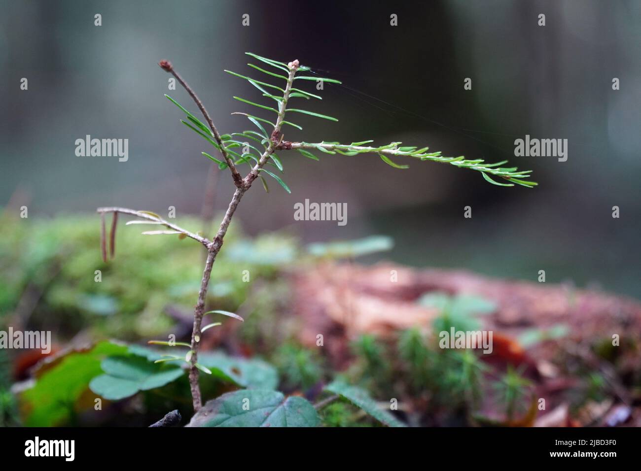 spruce sprout in the forest Stock Photo - Alamy