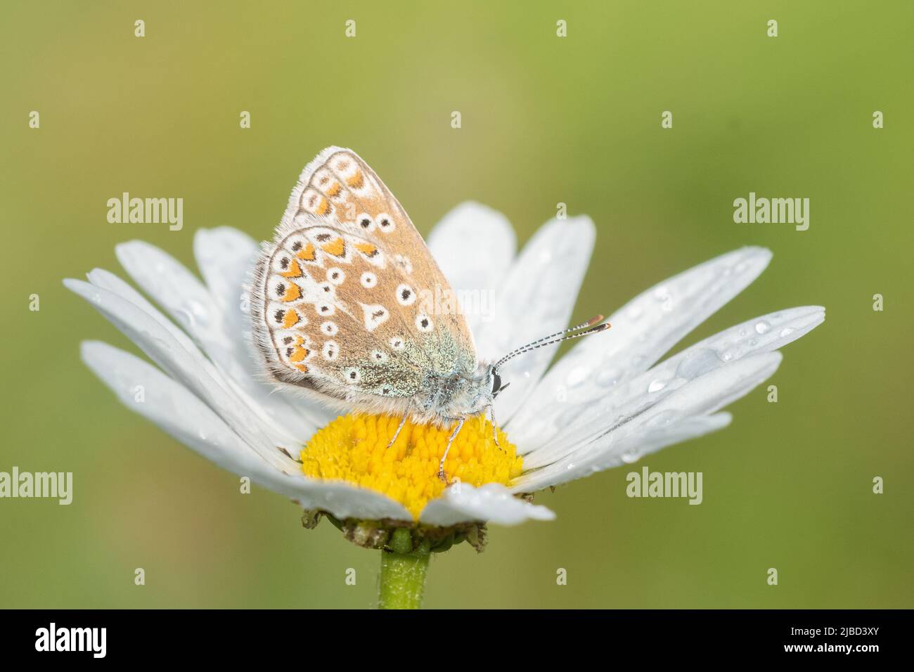 Very old butterfly hi-res stock photography and images - Alamy