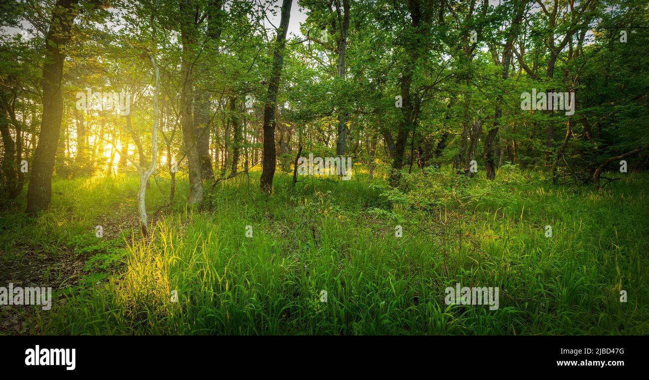 The light from the sunrise falling on the trees in the forest Stock ...